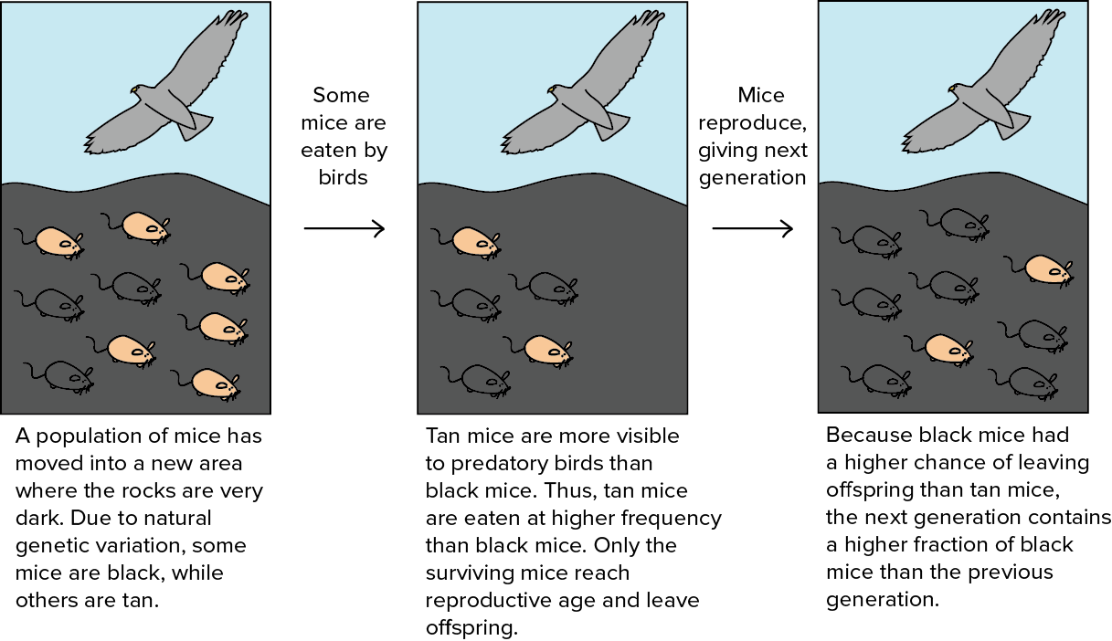 Evolution Strategies Lil Log